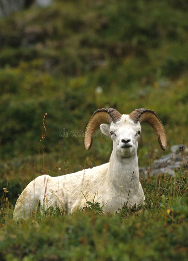 Dall Sheep Ram stock photo. Image of denali, animal, mountains - 10181934