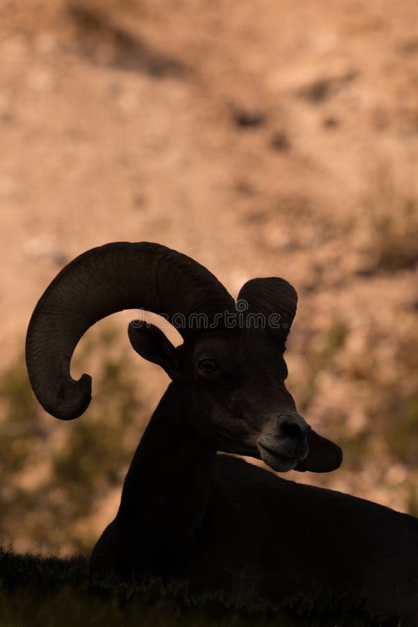 267 Ram Sheep Silhouette Stock Photos - Free & Royalty-Free Stock ...