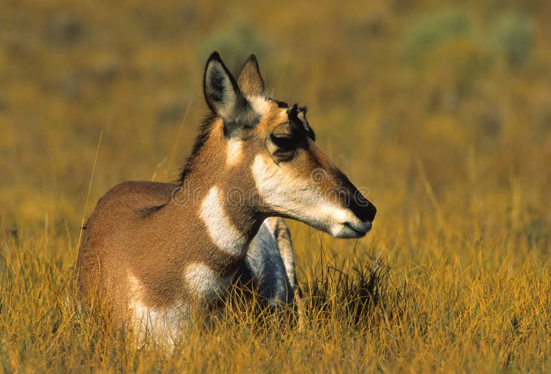 Bedded Doe Antelope stock image. Image of outdoors, antelope - 13159863