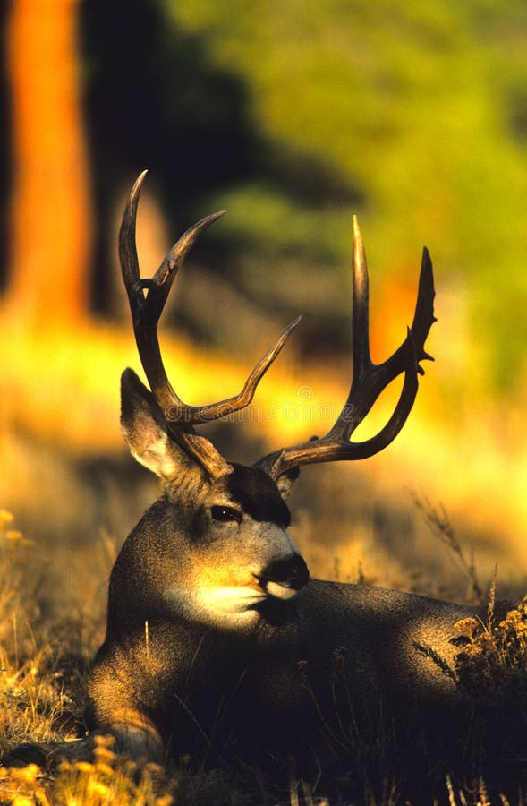 Bedded Mule Deer Buck stock image. Image of deer, mountain - 10516527