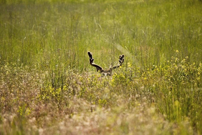 Bedded Mule Deer Buck stock photo. Image of montana, horn - 41969254