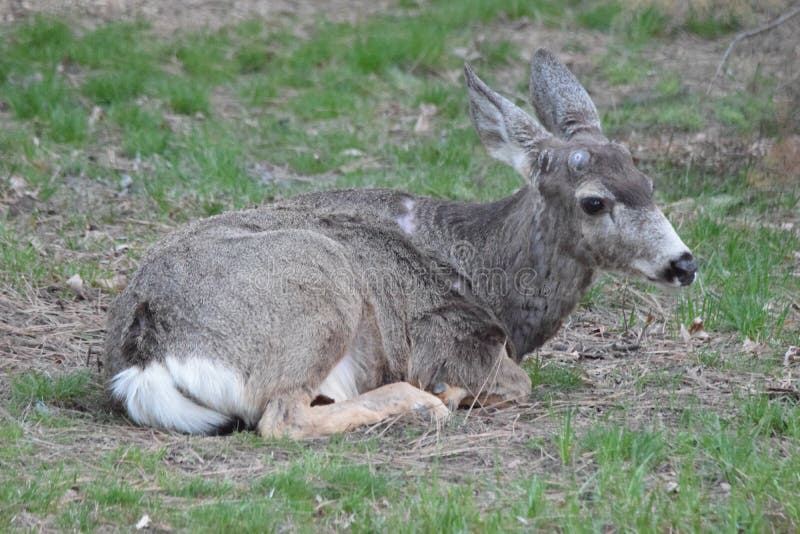 Bedded Mule Deer Buck in Wooded Area. Stock Image - Image of wooded ...