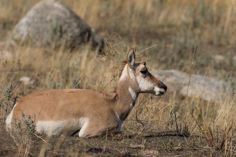 Bedded Pronghorn Doe Stock Photos - Free & Royalty-Free Stock Photos ...