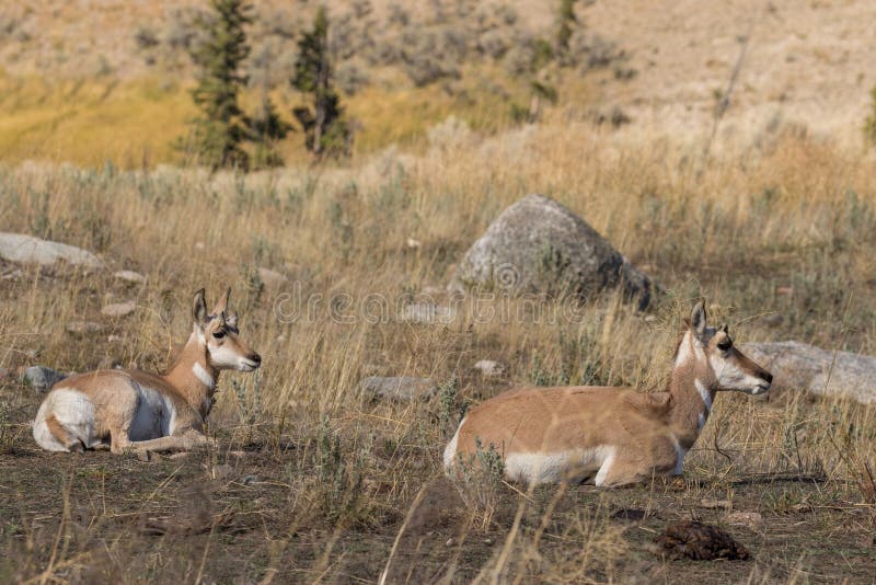 Bedded Pronghorn Doe and Fawn Stock Image - Image of pronghorn, fawn ...