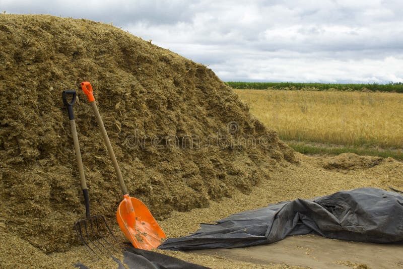 A Pile of Corn Straw with Sawdust. Stock Photo - Image of dairy, heat ...