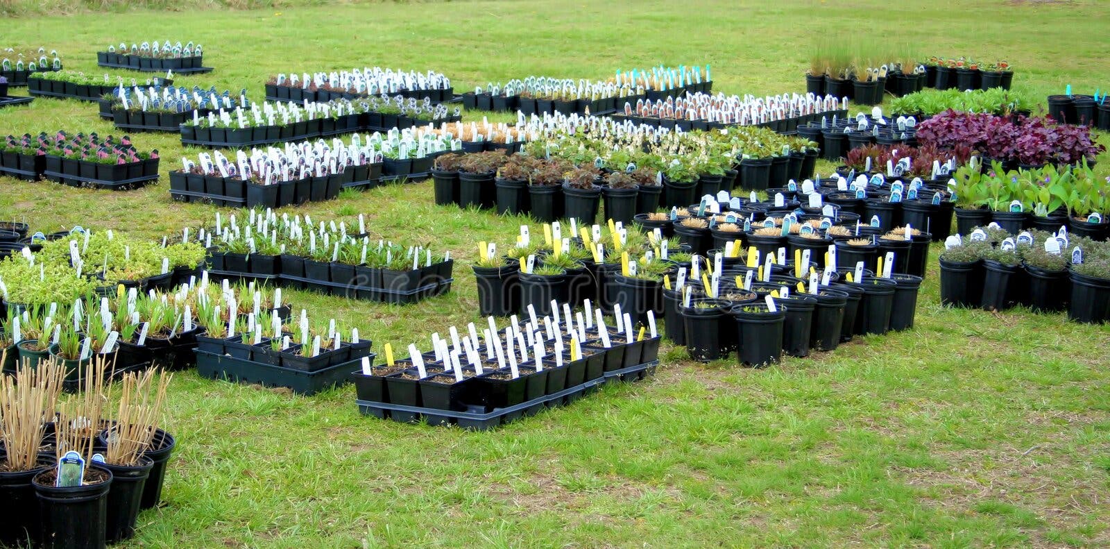 Fresh green seedlings stock photo. Image of develop, crop - 47469302