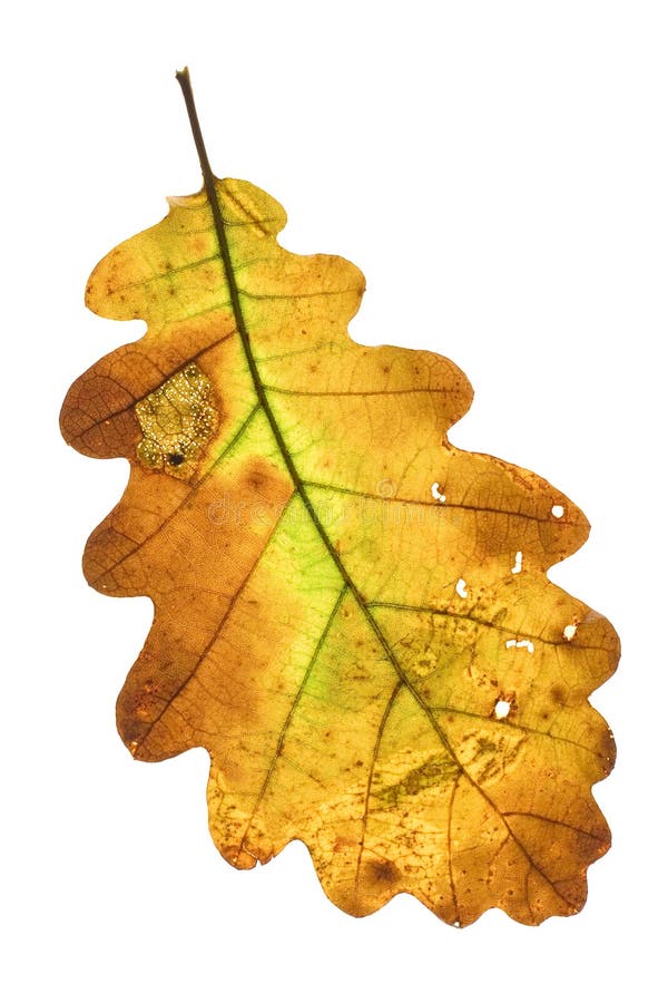 Bederf van een eiken blad stock afbeelding. Image of marge - 98885955