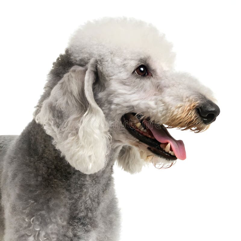 The Bedlington Terrier is a Unique, Affectionate Breed Known for Its ...