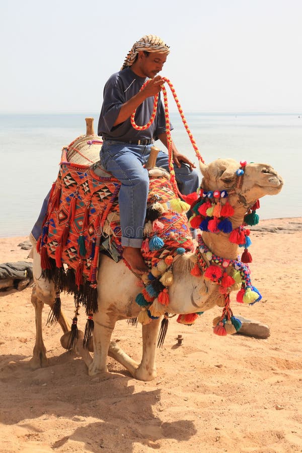Bedouin on the camel stock photo. Image of relaxation - 13733260
