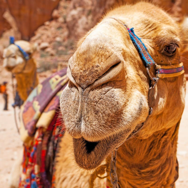 Bedouin Camel at Petra, Jordan Stock Image - Image of column, sand ...