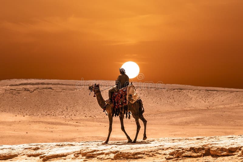 A Camel In The Desert At Sunset Stock Image - Image of animal, nature ...