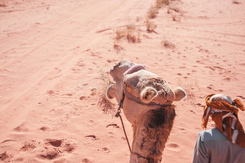 Bedouin Camel in the Sahara Desert, Morocco, Africa. Stock Image ...