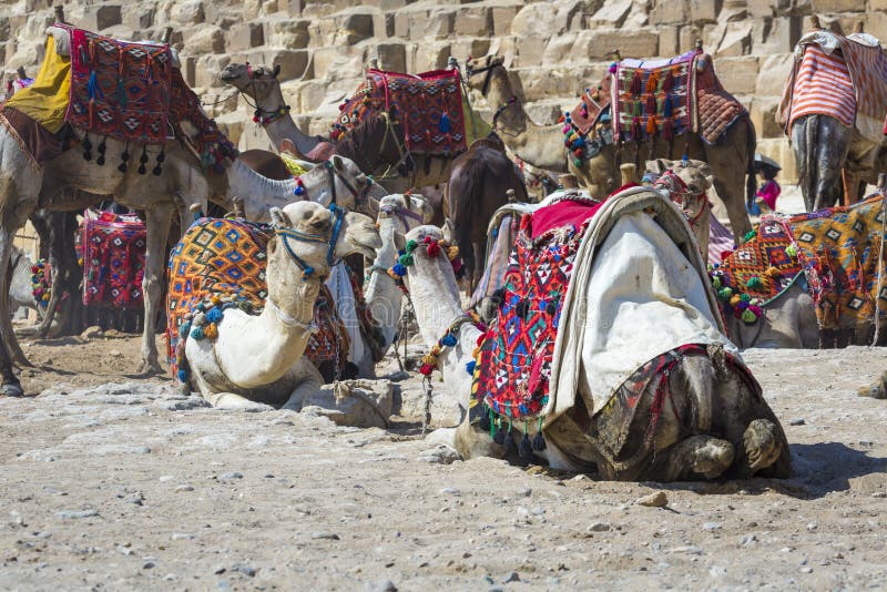 Bedouin Camels Rest Near the Pyramids, Cairo, Egypt Stock Photo - Image ...