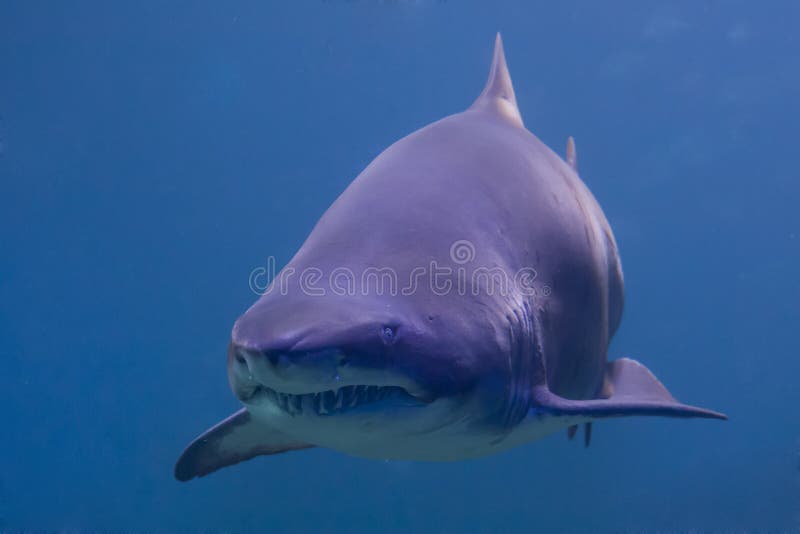Bedrohlicher Haifisch stockfoto. Bild von wildnis, drohung - 130699106