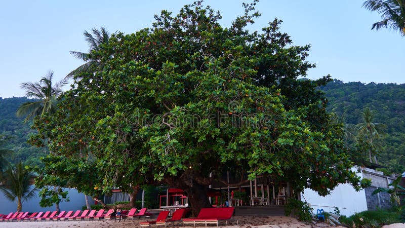 Beds on the Beach Above Big Tree Editorial Photography - Image of ...