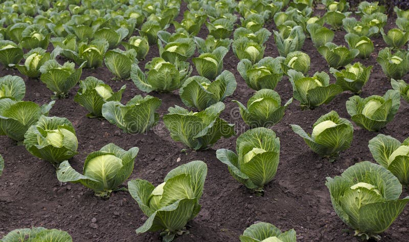 Cabbage Beds In A Vegetable Garden In A Village, A Farm, Growing ...