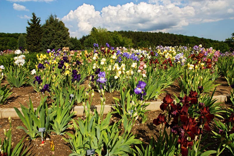 Beds of irises stock image. Image of irises, petals, plants - 40810319