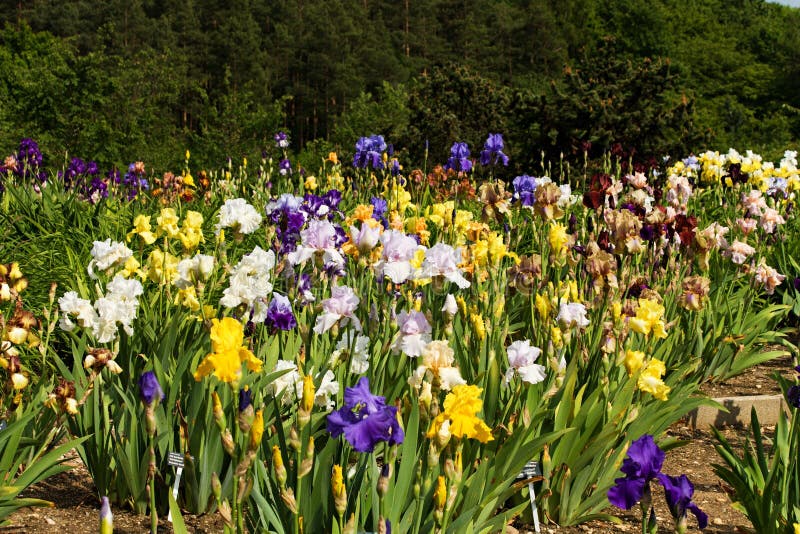 Beds of irises stock image. Image of irises, petals, plants - 40810319