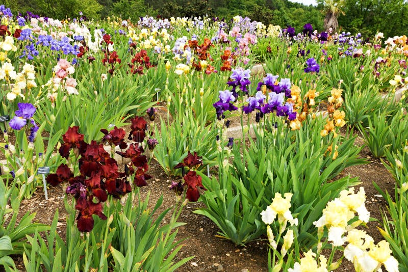 Beds of irises stock image. Image of irises, petals, plants - 40810319