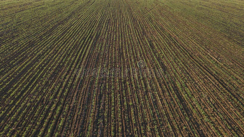 Beds of Young Corn in the Field Stock Image - Image of organic, foliage ...