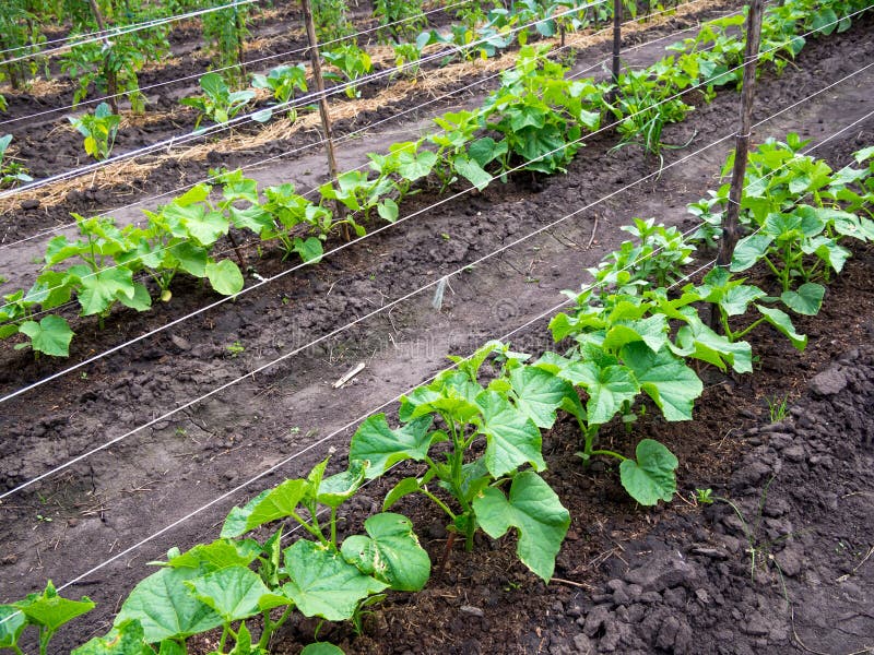 Beds with Young Cucumbers Placed on the Open Ground Stock Photo - Image ...