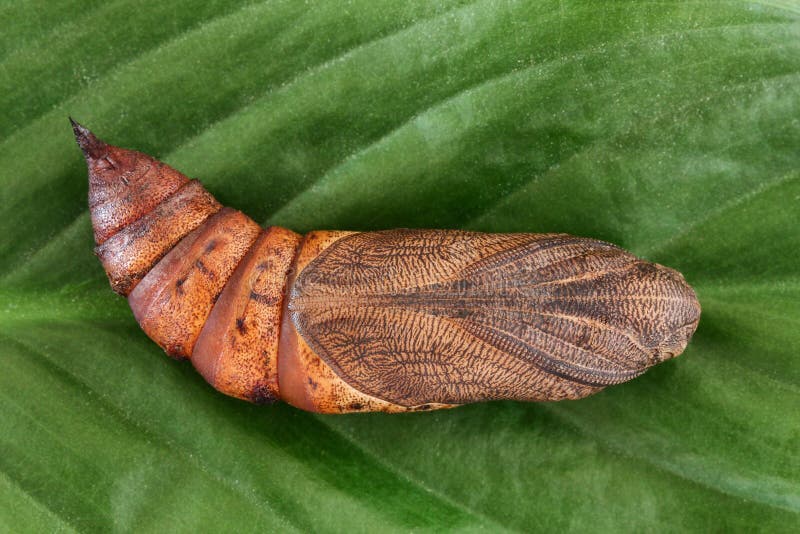 Bedstraw Hawk-moth Chrysalis Hyles Gallii Stock Photo - Image of ...