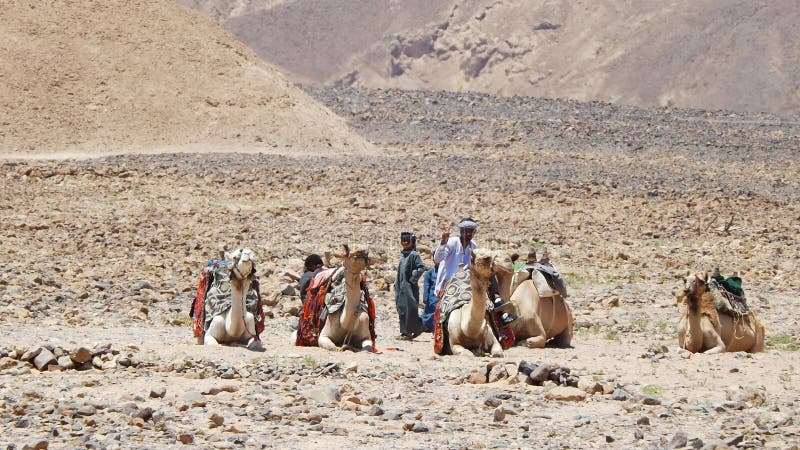 Caravan Con I Beduini Ed I Cammelli Sulle Dune Di Sabbia In Deserto Al ...