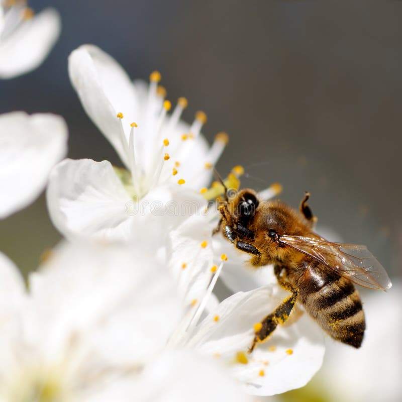 Bee at work stock photo. Image of spring, pollination - 27459550