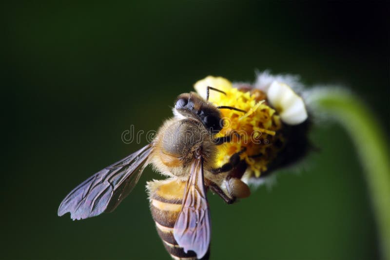 Bee Side view stock image. Image of grey, leaf, hairy - 8409351