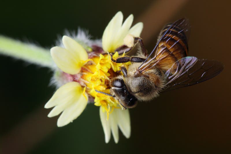 Bee Side view stock image. Image of grey, leaf, hairy - 8409351