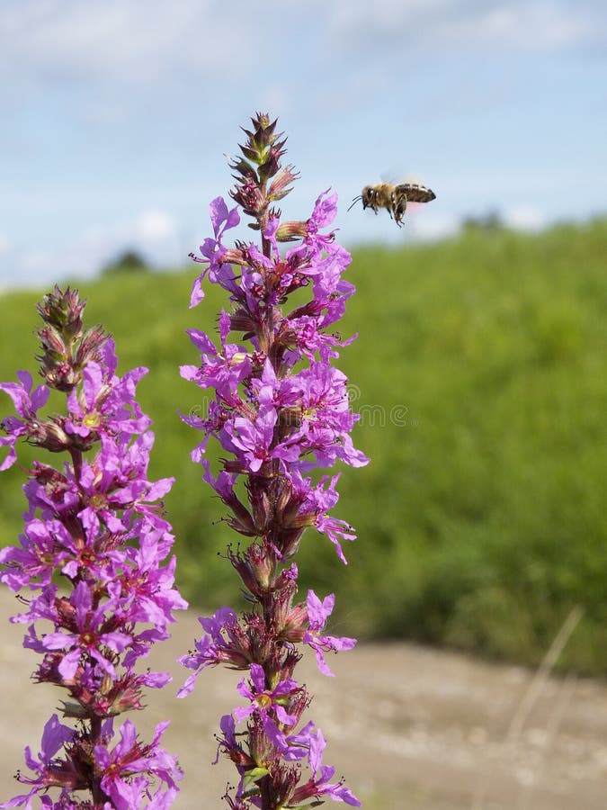 Bee stock photo. Image of pink, bloom, sting, beekeeping - 12104846