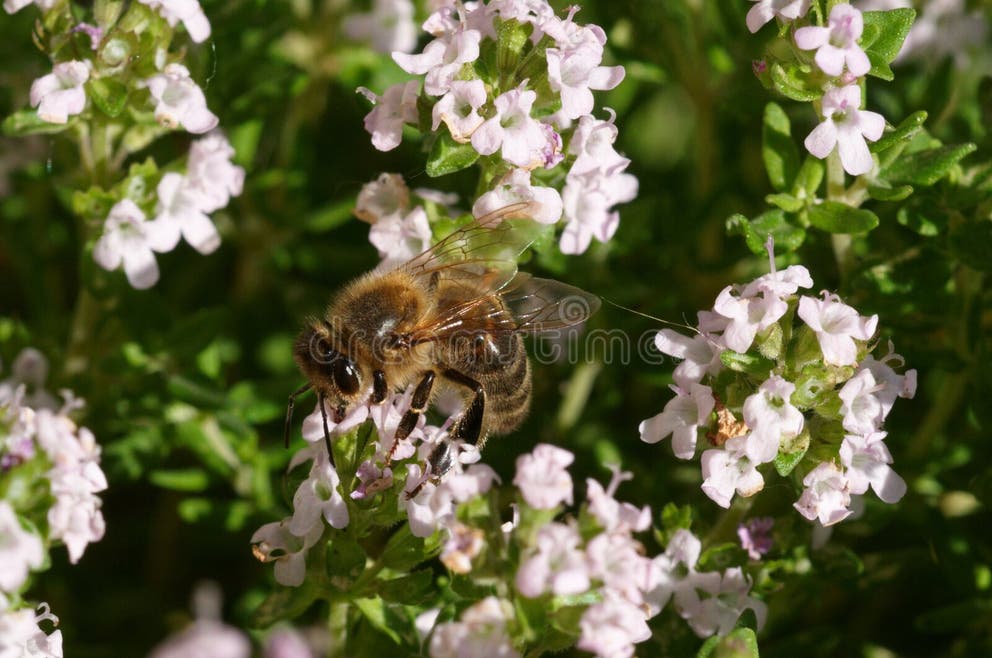 Bee stock photo. Image of close, busy, thym, gathering - 12698354