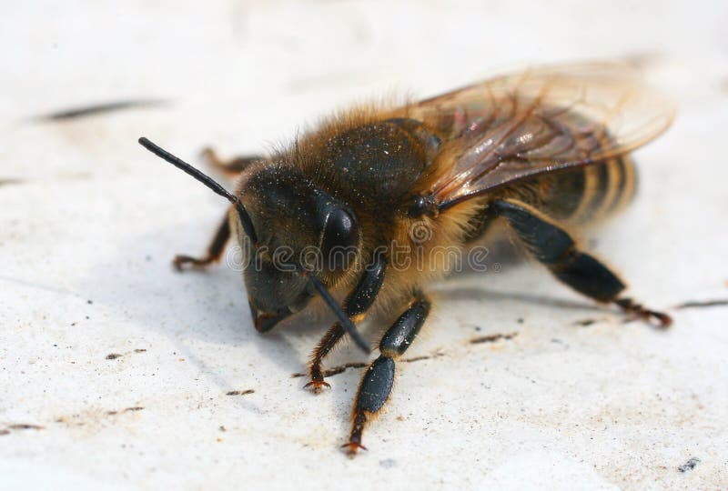 Honey Bee Macro side view stock photo. Image of black - 7910278