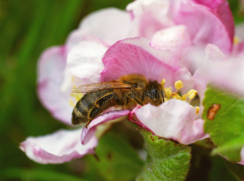 Bee stock image. Image of tree, insect, pollinate, apple - 14447863