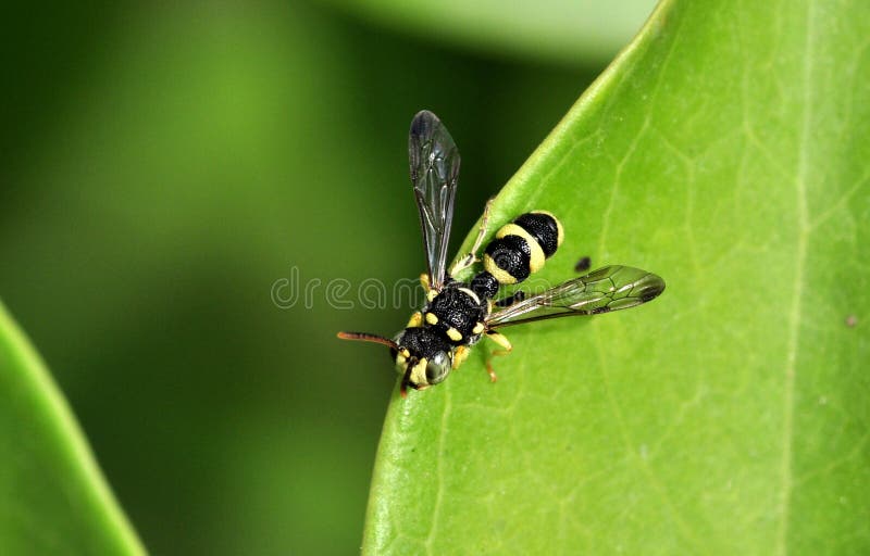 Carpenter Bees Aka Bore Bees Stock Photo - Image of nest, nature: 115098326
