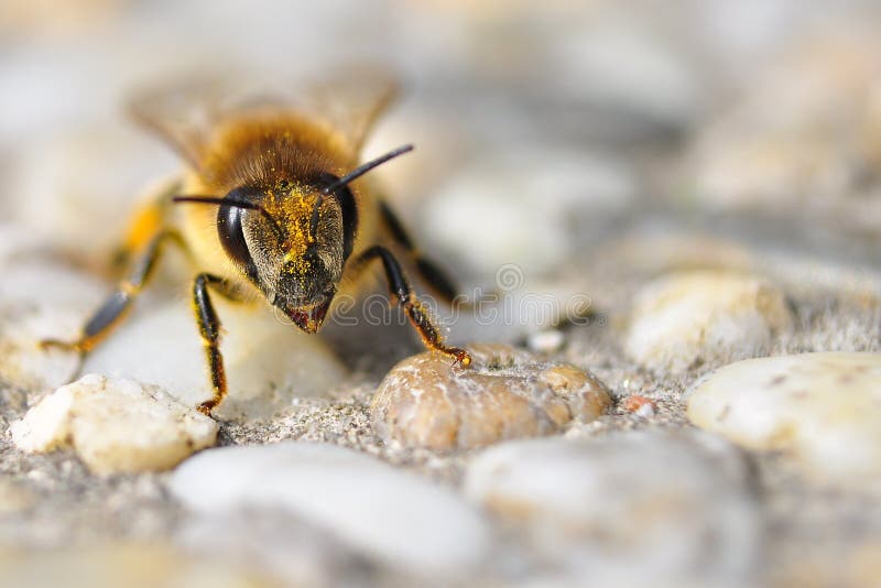 Bee stock photo. Image of dust, hive, insect, hair, wasp - 15086688