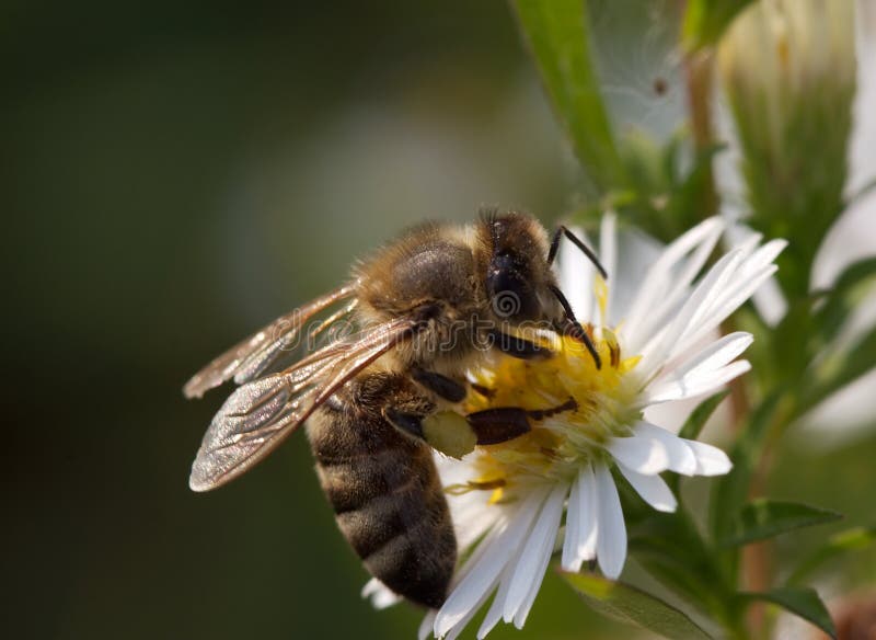 Honey bee stock photo. Image of pehlemann, wings, yellow - 4079820