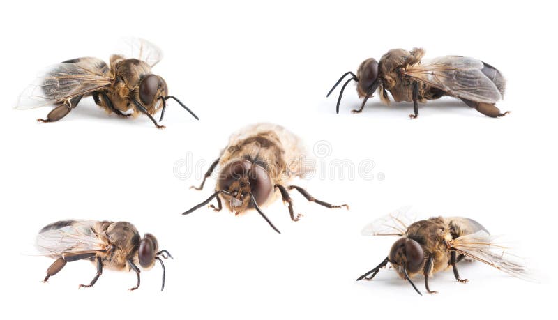 Bee Line Pattern on White Background Stock Image - Image of macro ...