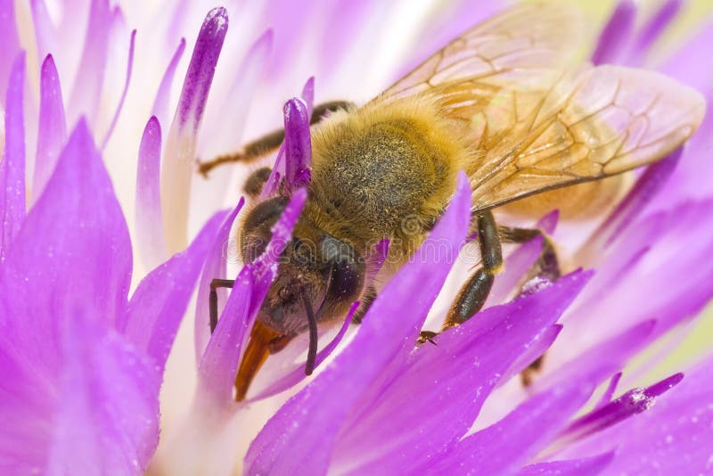 Single Bee Isolated on White Stock Photo - Image of sweet, golden: 13436124