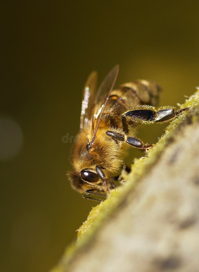 Bee stock image. Image of animal, work, little, yellow - 21928859