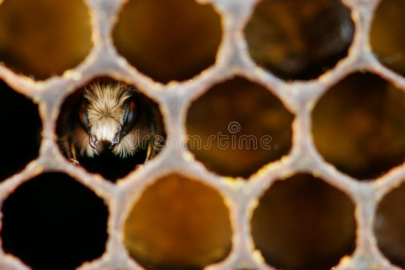 Bee wing detail stock image. Image of pattern, animal - 5586171