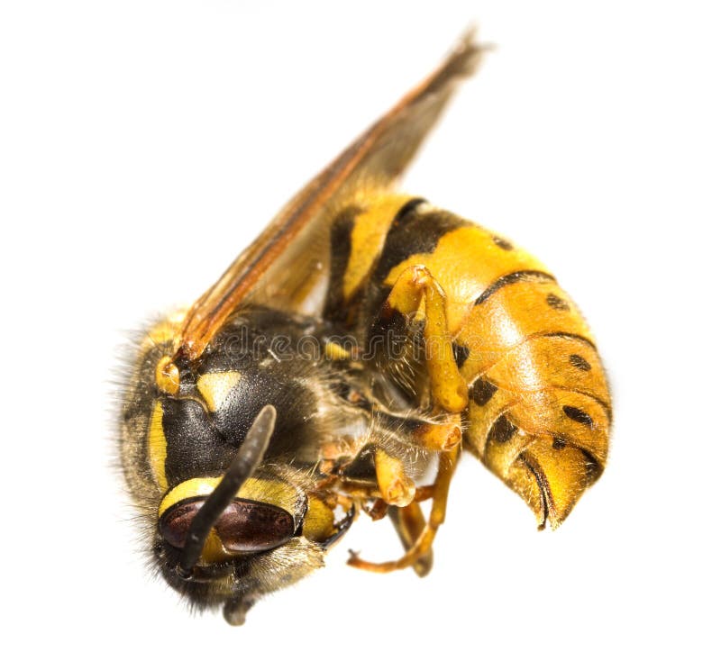 The bee stock photo. Image of legs, macro, isolate, background - 2527586