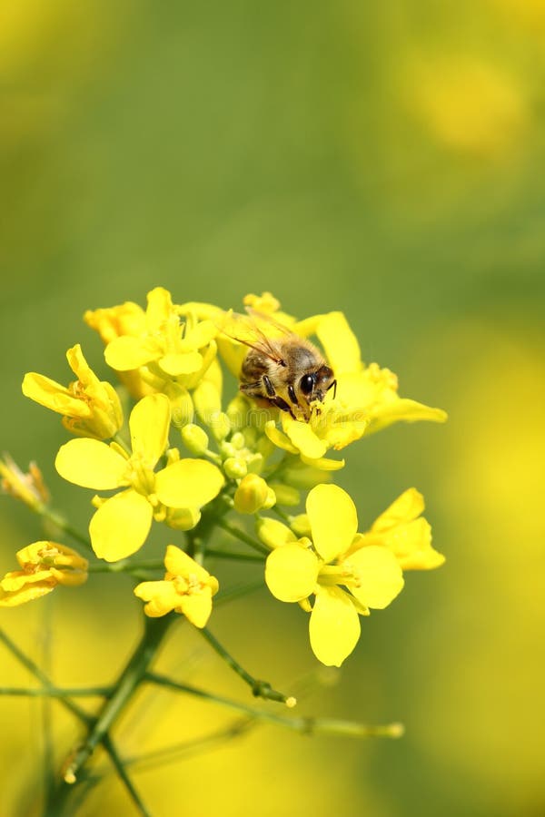 Bee on the rapeseed flower stock image. Image of farm - 38516417