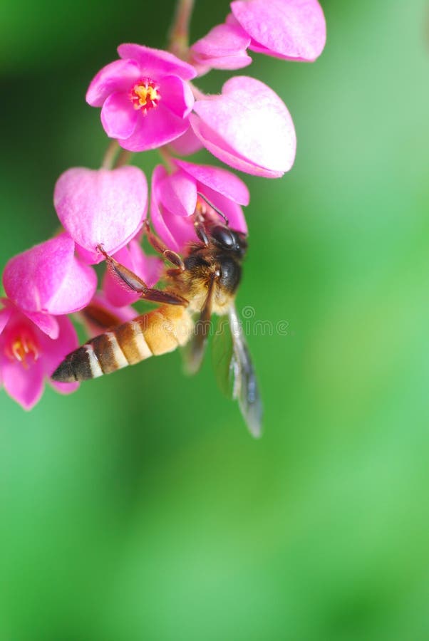 Soft bee stock photo. Image of tunnel, virginica, bare - 804152