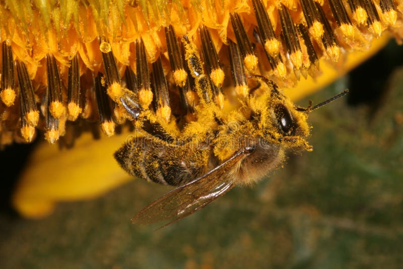 Bee wing detail stock image. Image of pattern, animal - 5586171
