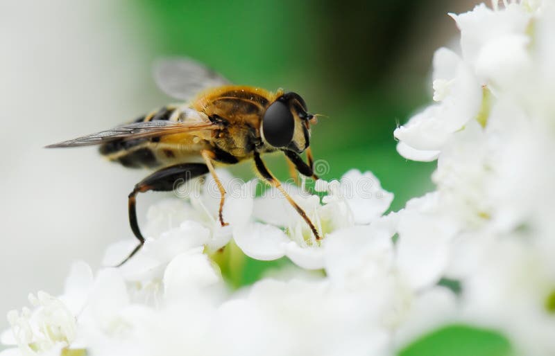 Bee at work stock photo. Image of spring, pollination - 27459550