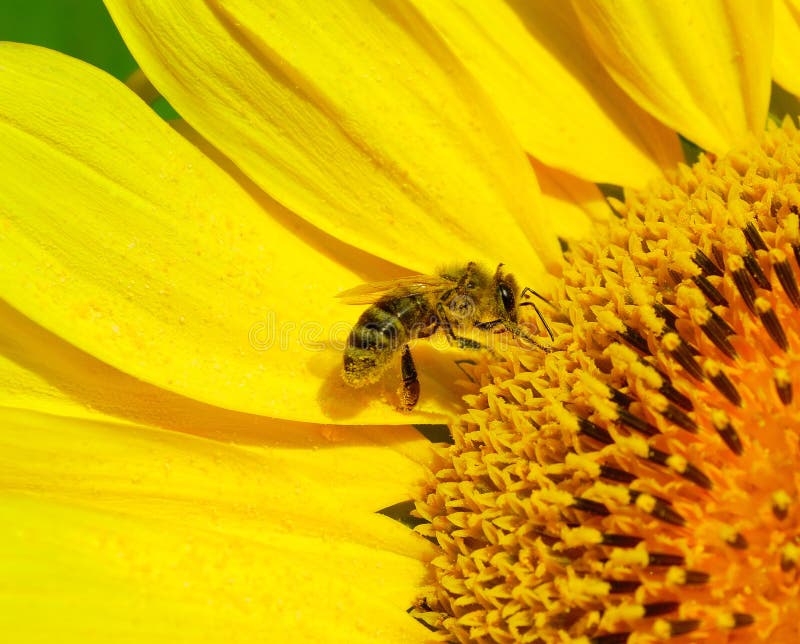 Honey bee on a sunflower stock image. Image of plant, sunflowers - 978255