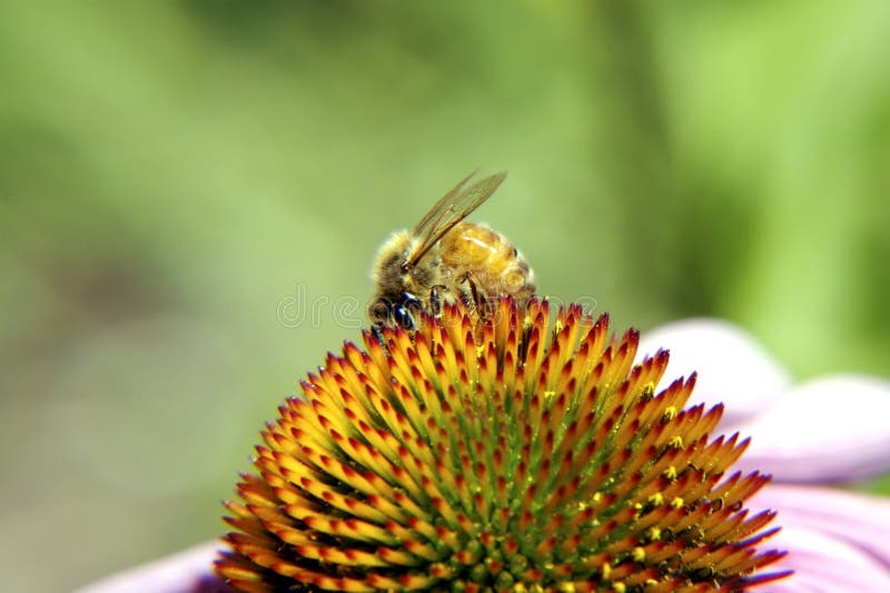 Free Animals (Insects) pictures, photos & images - Royalty-Free and ...