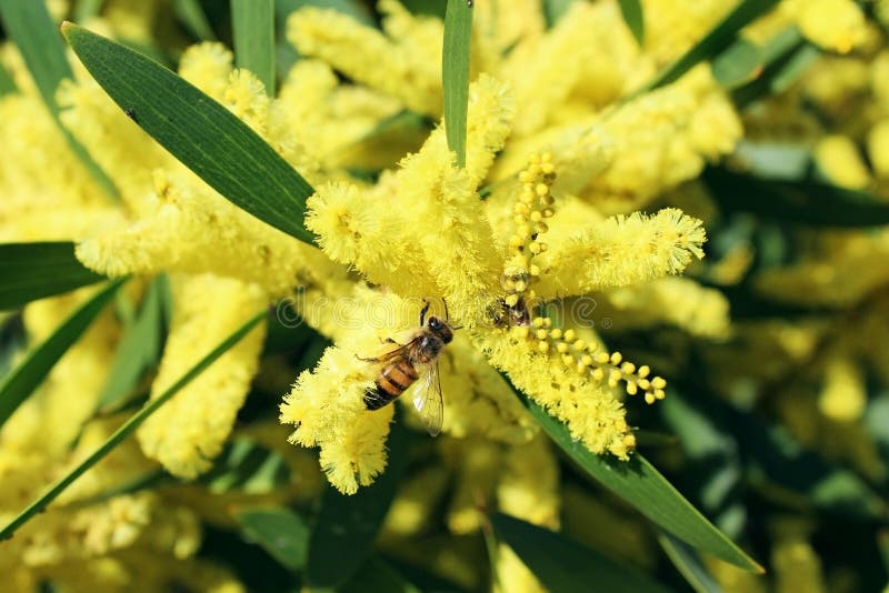 Bee on Acacia, Fever Tree stock photo. Image of beauty - 93988580