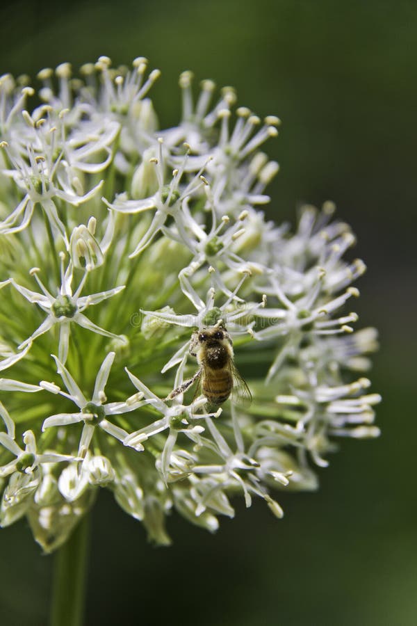 Bee on an Allium stock photo. Image of green, wings - 308736058